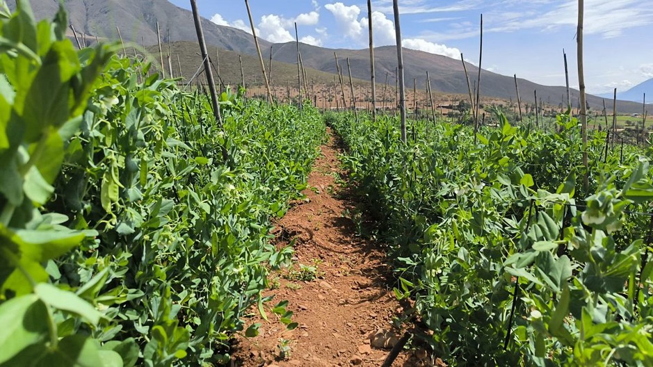 Europe is the largest market for peas from Peru