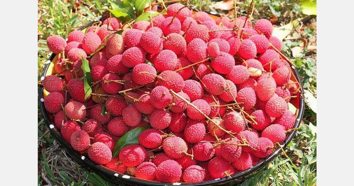 Litchi production anticipates a bumper yield in Malda district