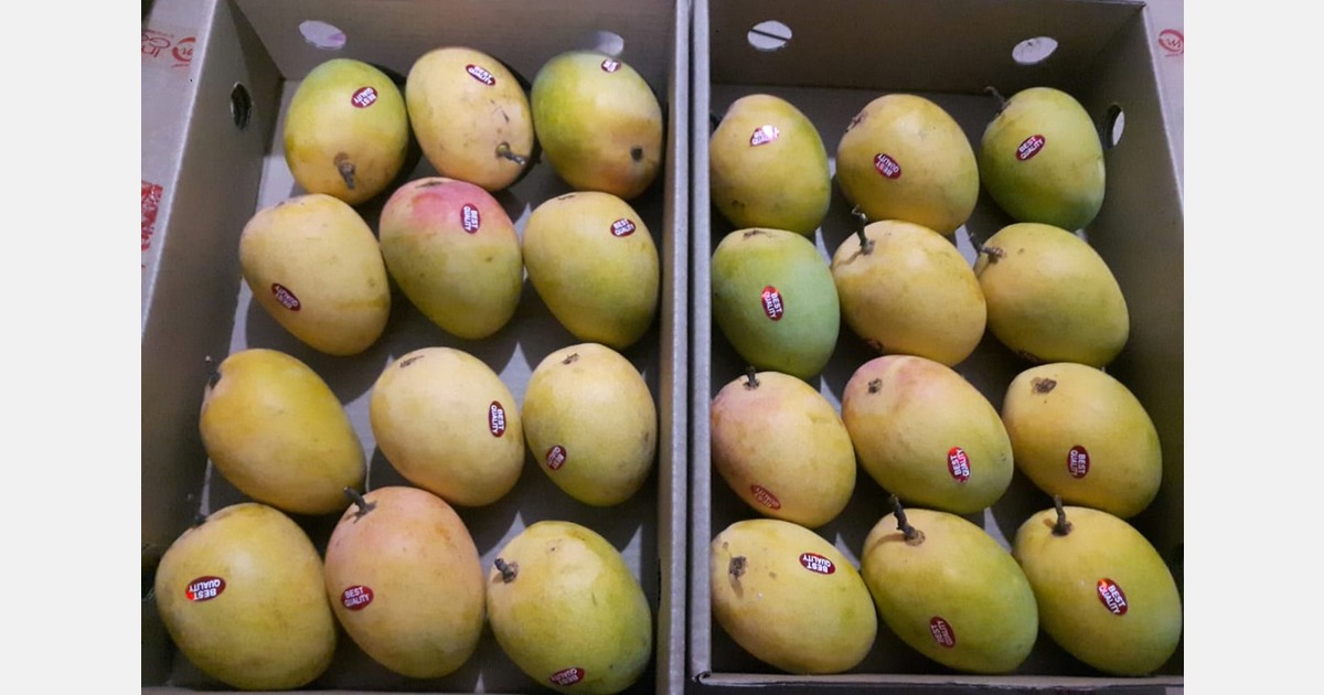 "Prices for mangoes are good and stable"