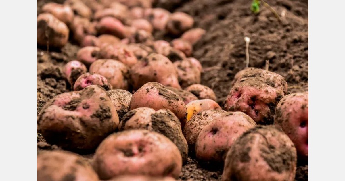 Cultivating innovation in Rwanda's potato industry