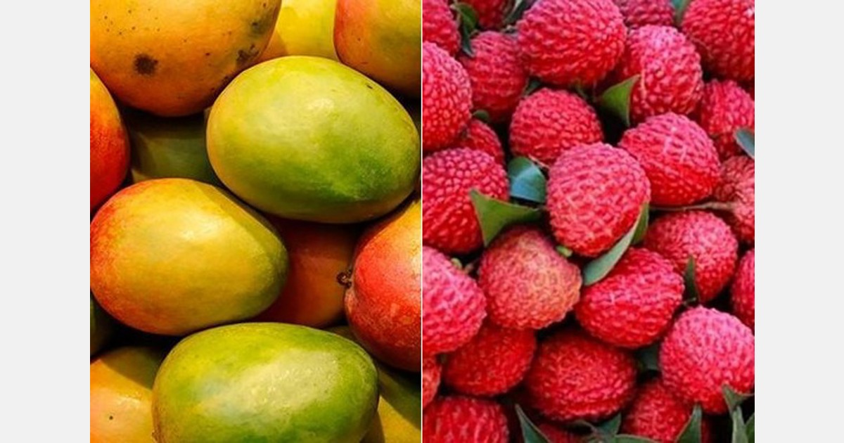 Natore district announces start dates for mango and litchi harvesting