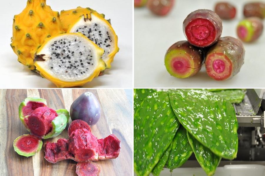 Not many consumers know about the nutritional value of cactus products