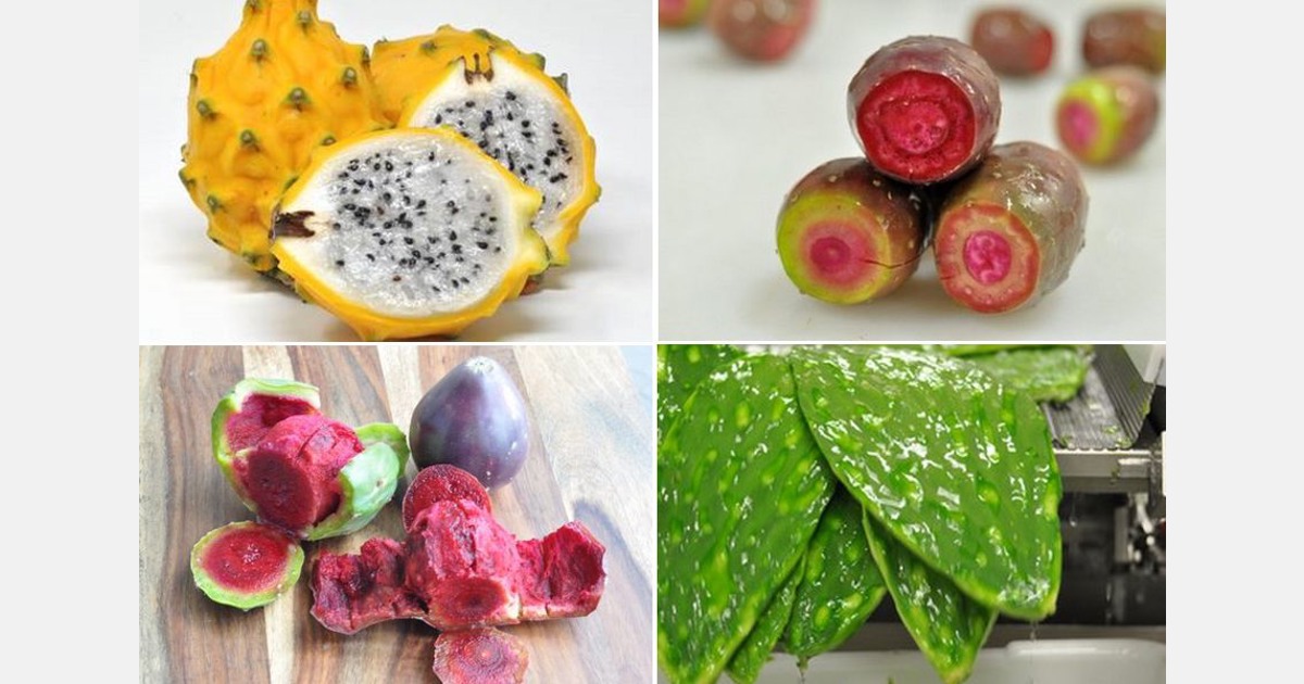 Not many consumers know about the nutritional value of cactus products