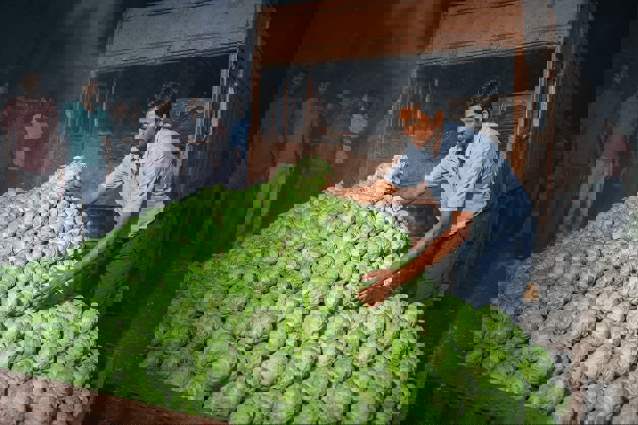 Viral video exposes use of chemicals on cabbage in India