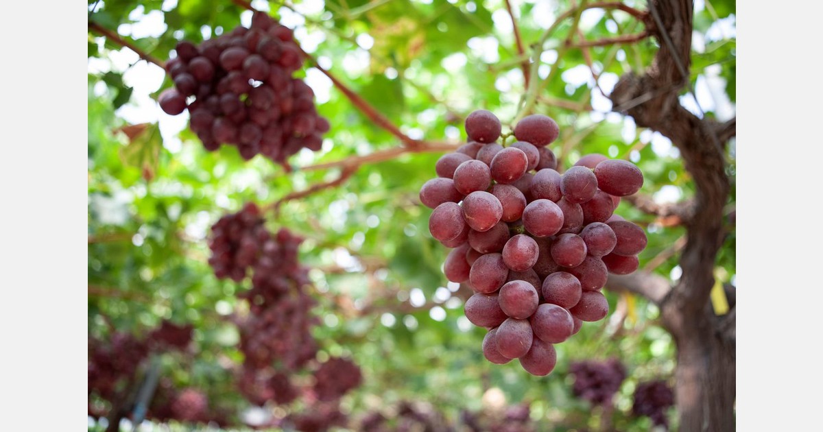 Table grape producers in South Africa and Namibia grow winning varieties