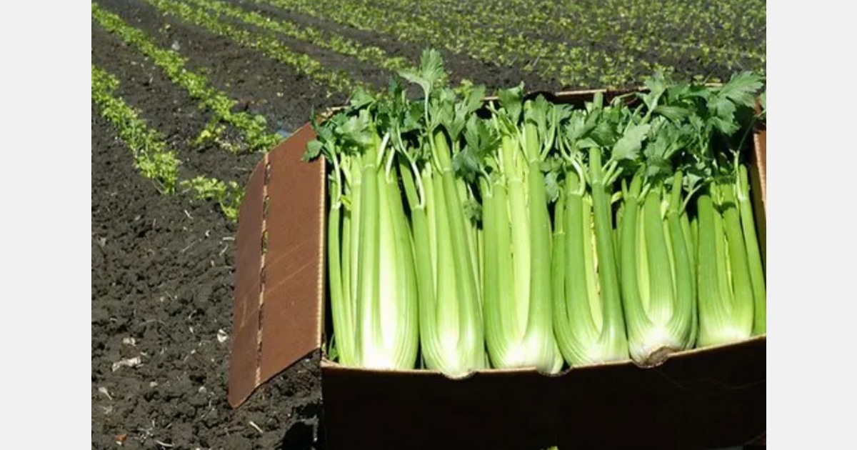 Why there could be a supply gap on celery