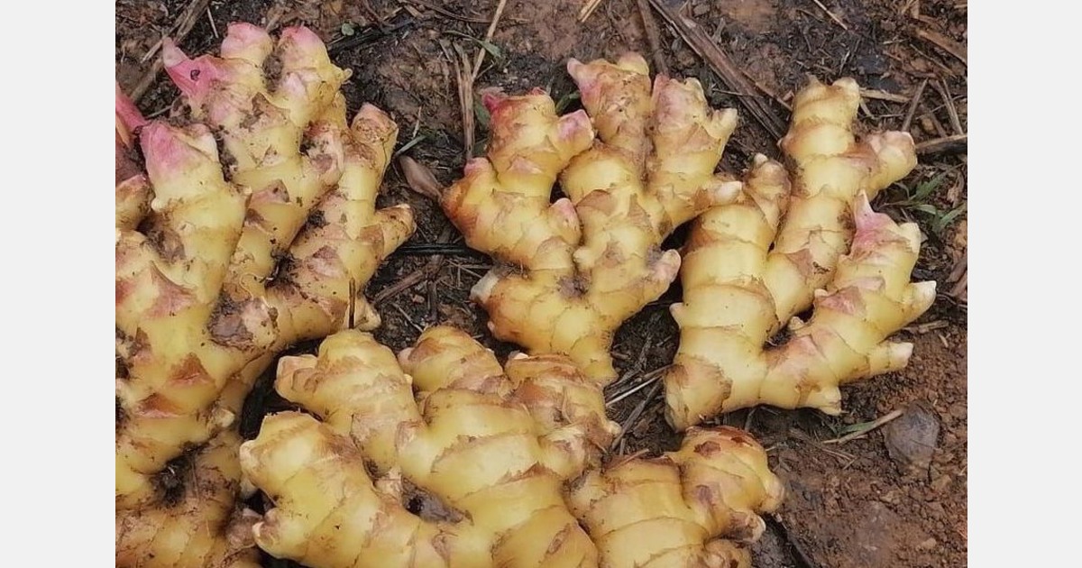 First air shipment of organic Peruvian ginger landed in the U.S. yesterday
