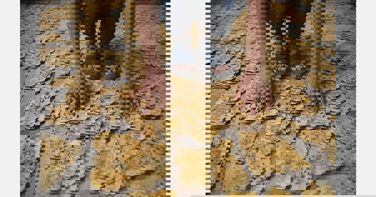 Engineering students develop stronger, waterproof banana fiber tiles