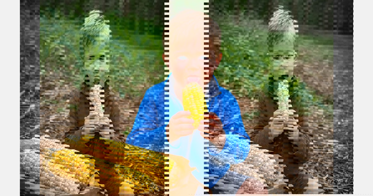 Proper corn on the cob etiquette revealed