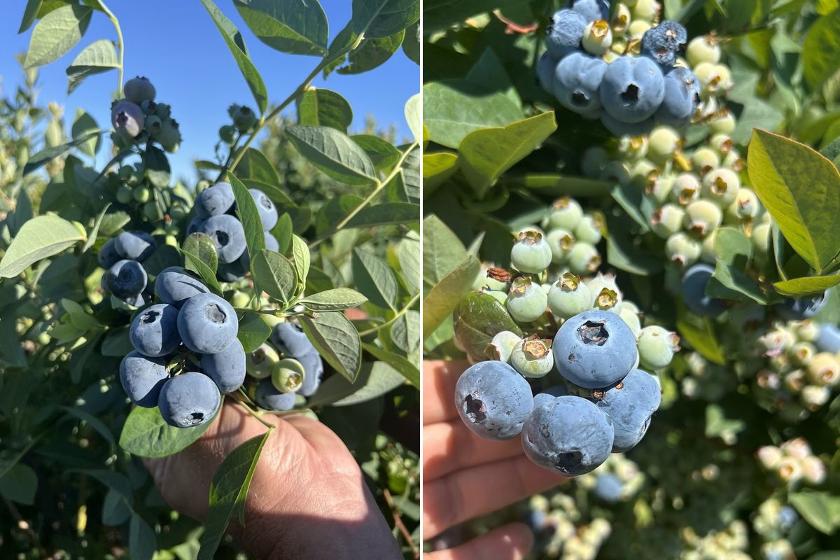 “High demand for blueberries is driven by strong supply and great quality”
