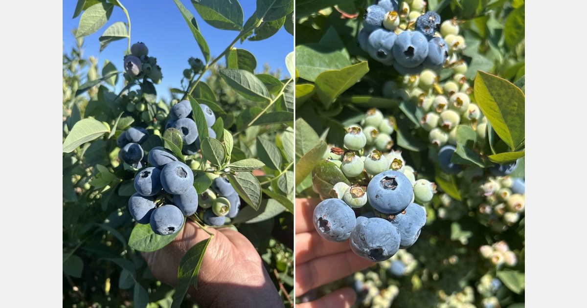 “High demand for blueberries is driven by strong supply and great quality”