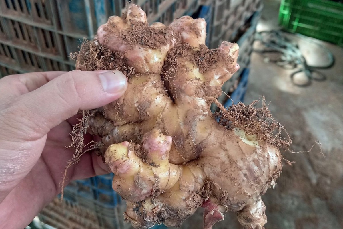 “Peru’s ginger production 20% lower, prices are going to be higher”