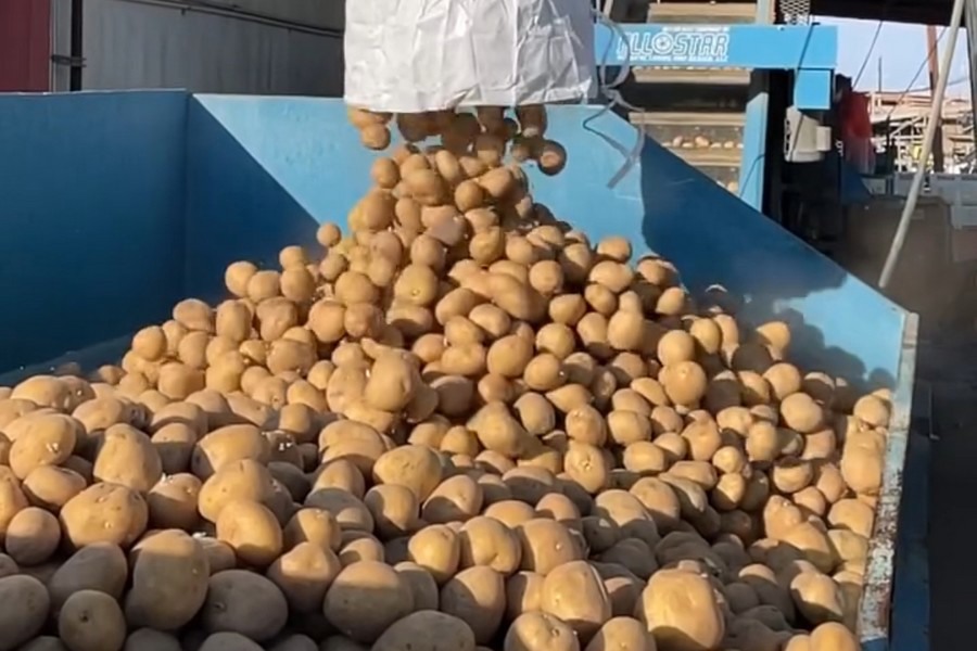 Return to normal start for California potato harvest
