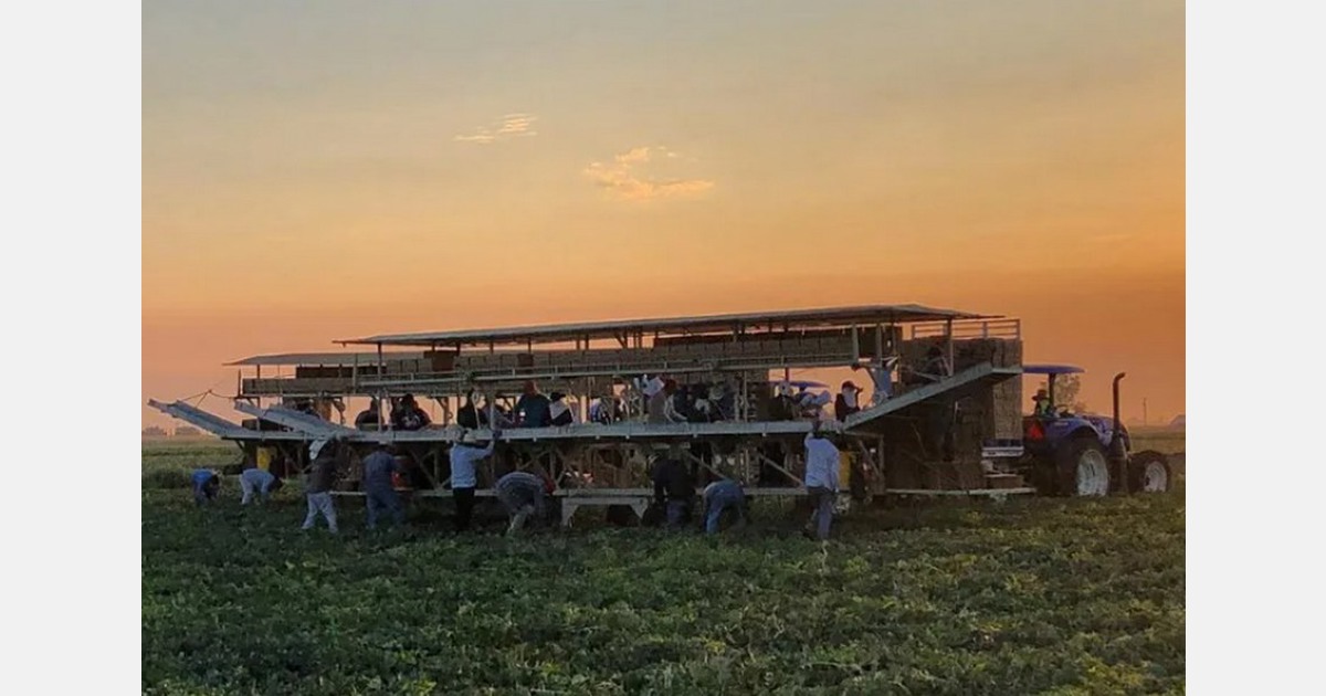 Domestic melon season sees a more historical start