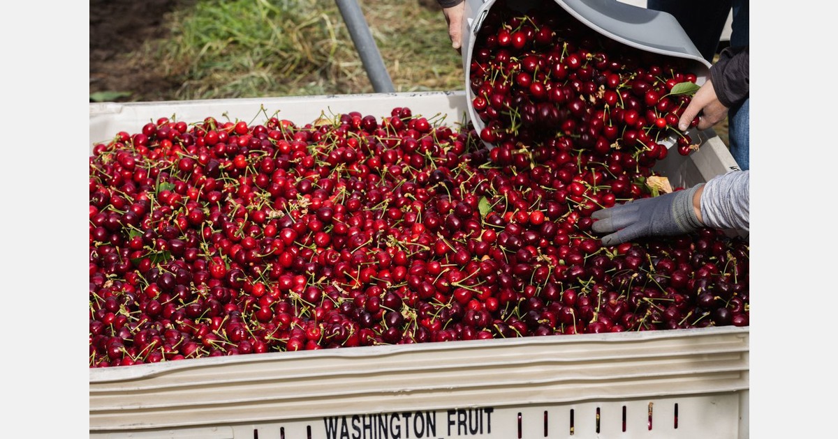 This year, Washington state will likely be the latest cherry production ...