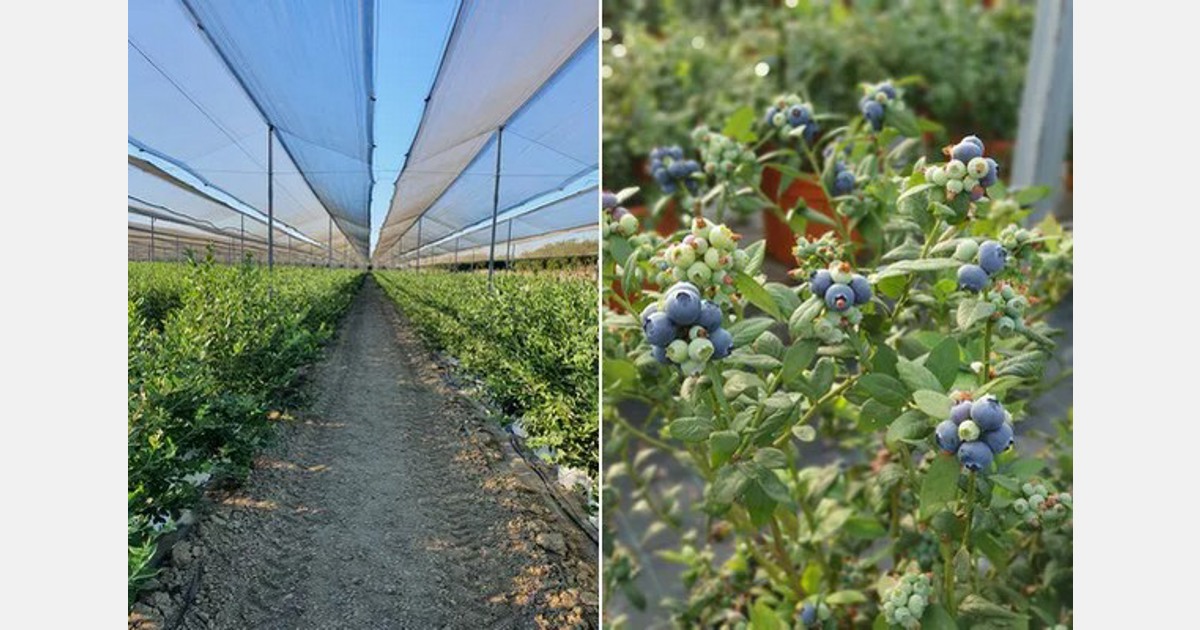 Turkish blueberry planting areas have grown by 50%