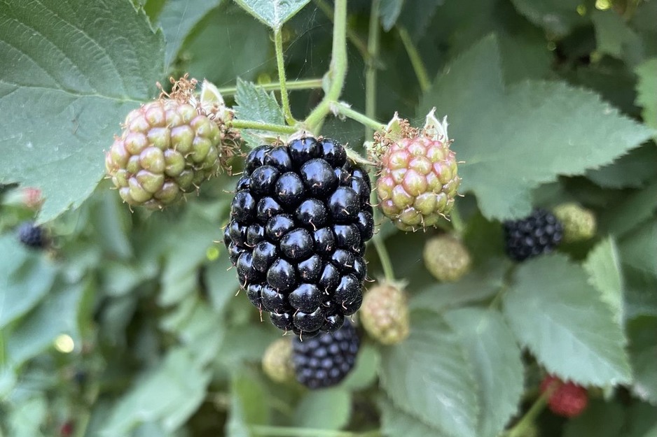 New label to differentiate California grown, sweet blackberry
