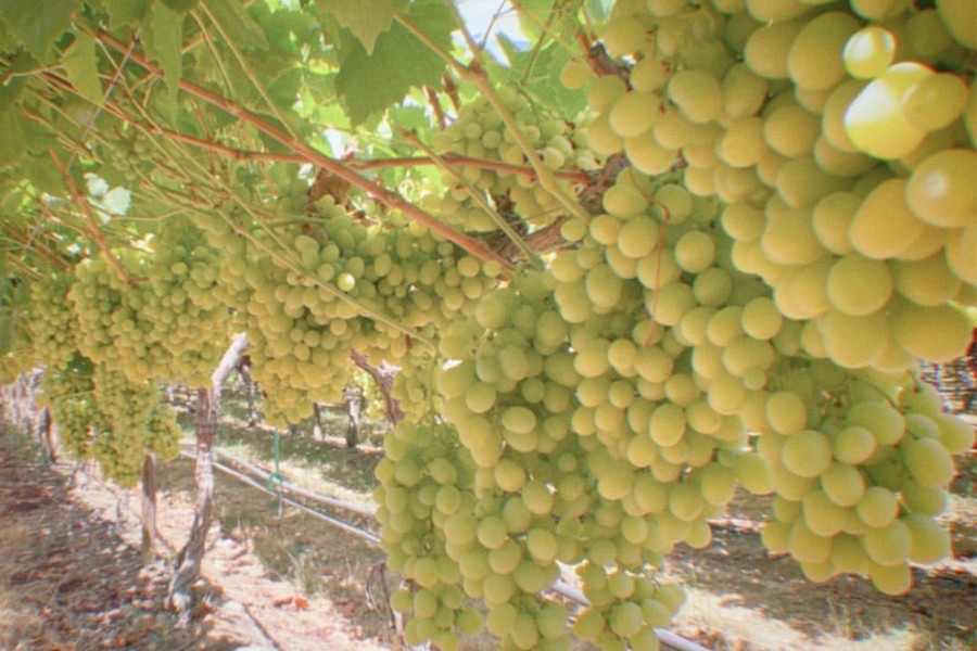 California grape season may avoid another late start