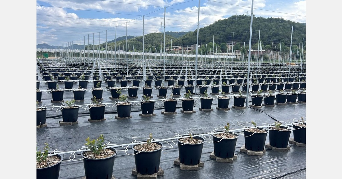 “New blueberry plantation expansion in China is very huge”