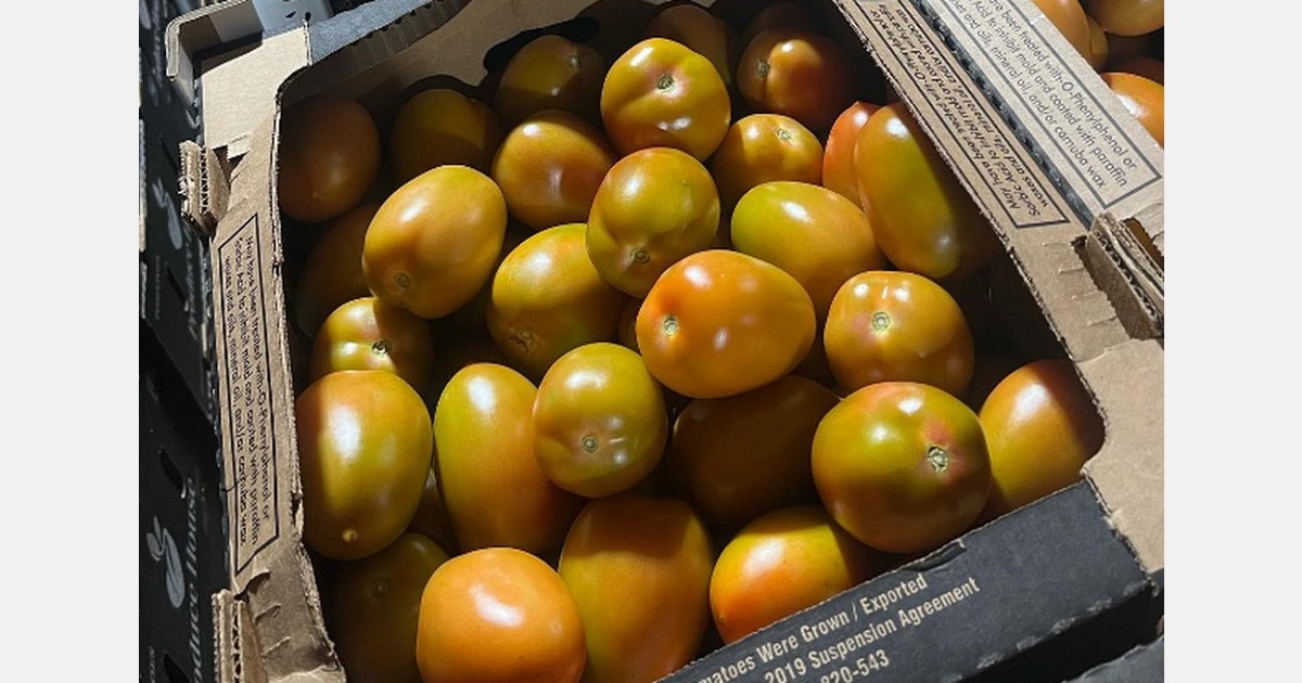 Softer tomato pricing expected to stabilize again in near future