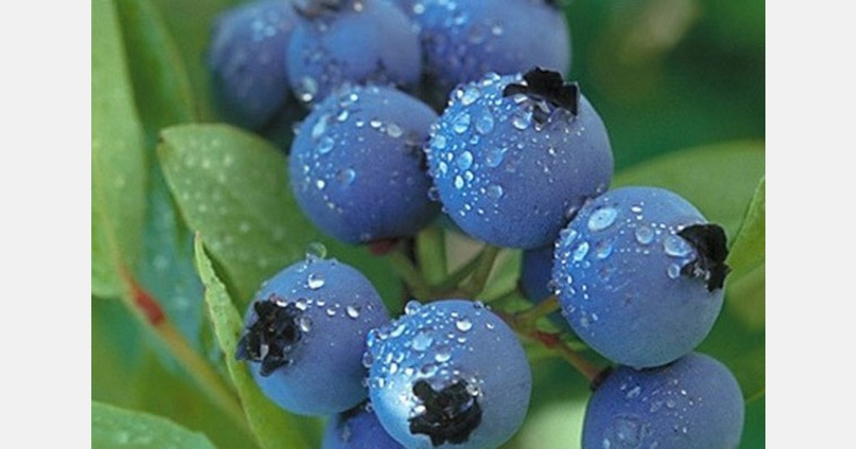 California poised to achieve a record blueberry harvest