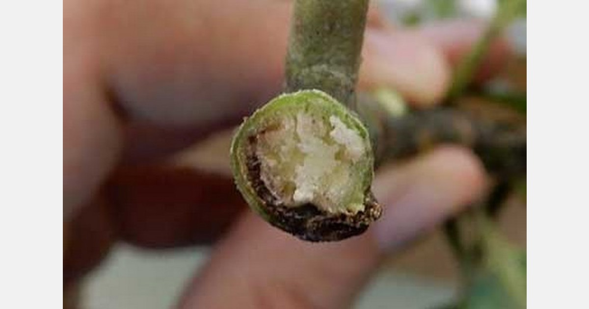 Mango twig tip dieback challenges Darwin's industry