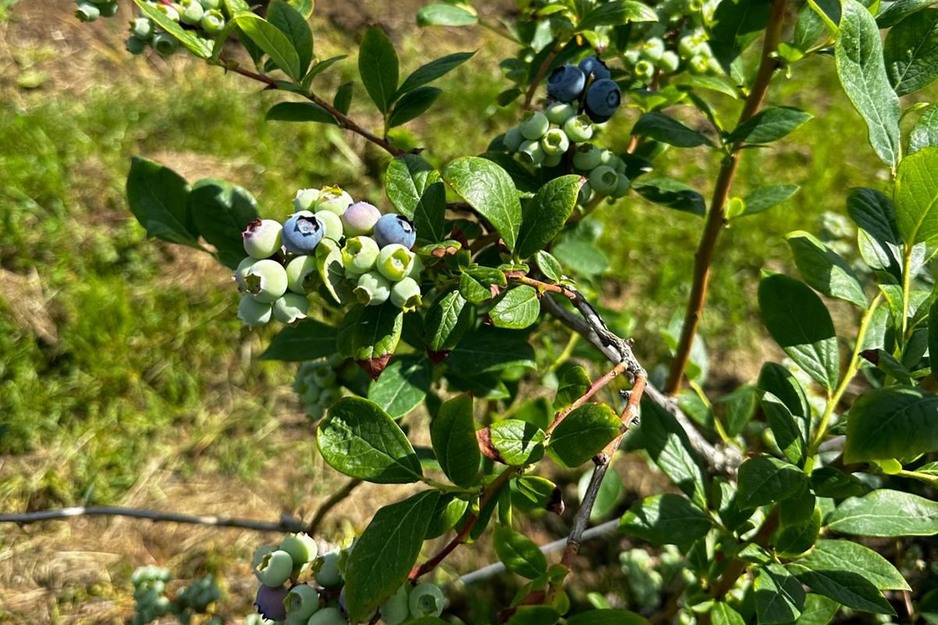 Spring frost strikes Serbian blueberry plantations