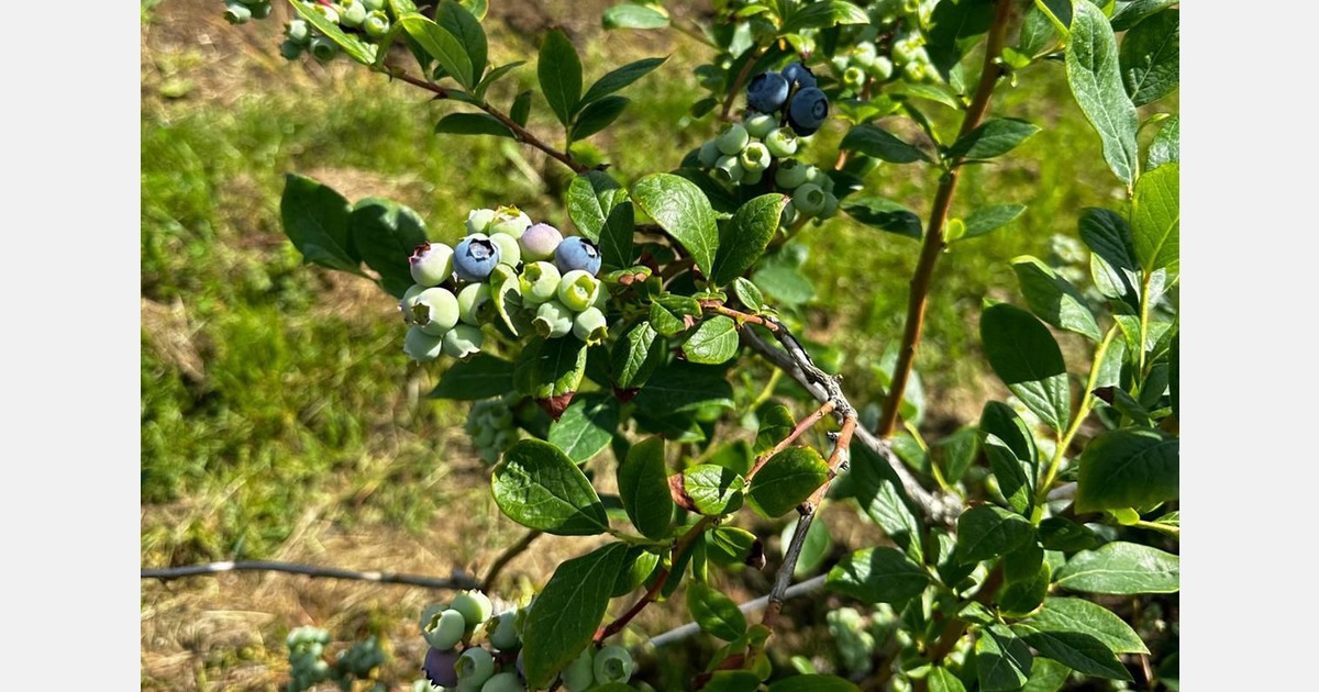 Spring frost strikes Serbian blueberry plantations