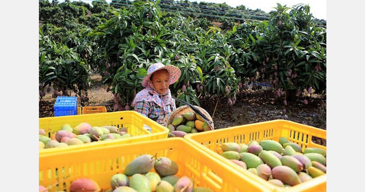 Mango season is reaching its peak in Hainan