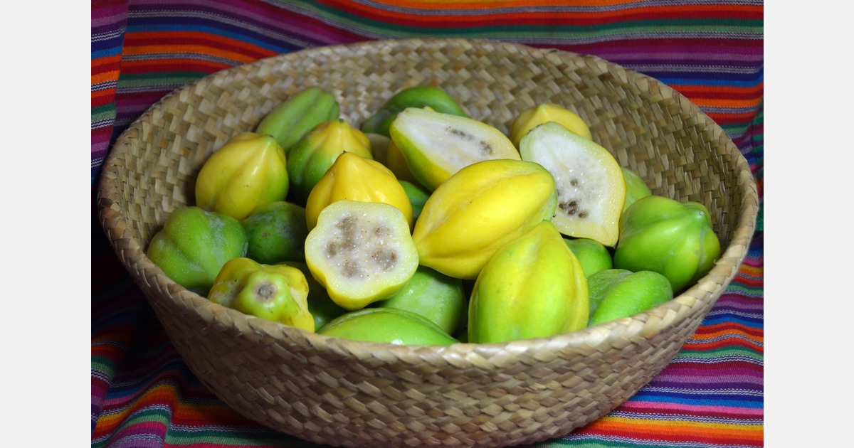 New Andean Mountain Papaya program introduced