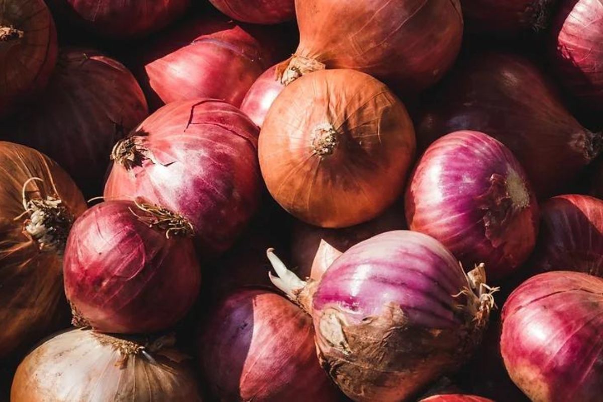 Dutch onions cheaper than Egyptian onions on the West African market