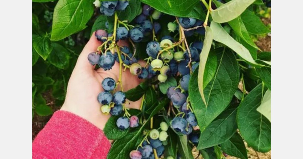 New blueberry variety helps British Columbia supply later into season