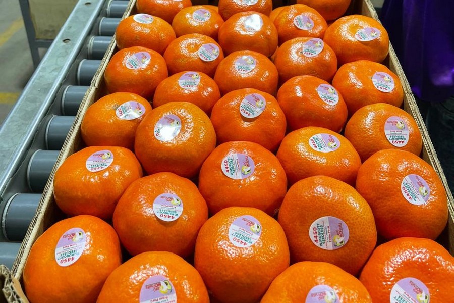 “Peru’s 2024 mandarin season is starting with good prospects.”