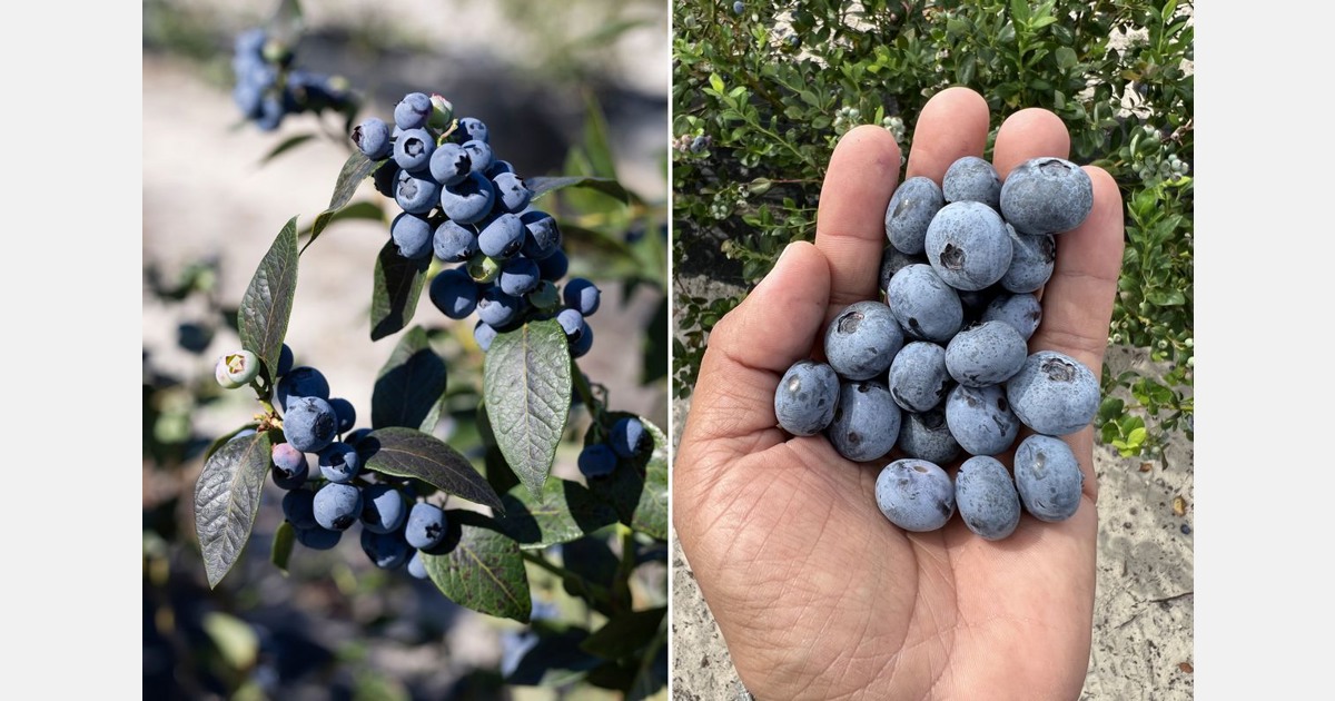“New blueberry flavors are on the edge of becoming a reality”