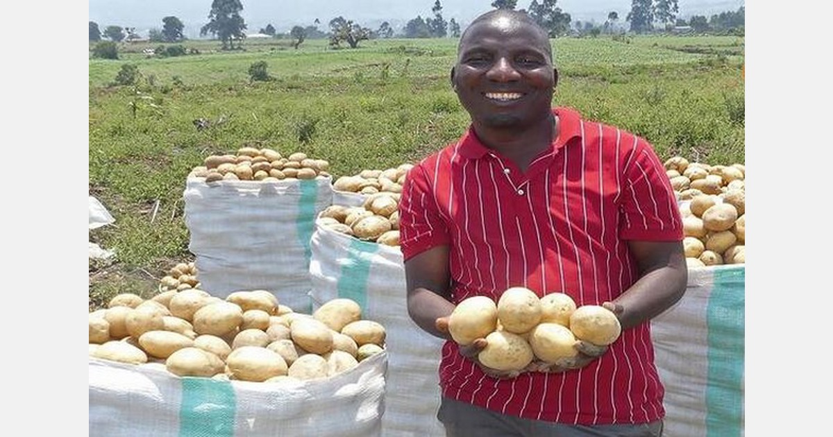 From Plant to Plate: Kenya-Netherlands cooperation in the potato sector