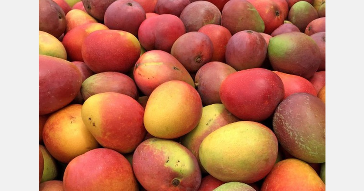 Three new mango varieties introduced in Australia