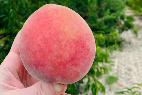 North Carolina bounces back with larger peach crop