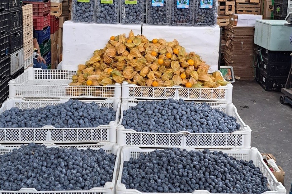 “Peru’s blueberries are expected to achieve a new growth record in this ...