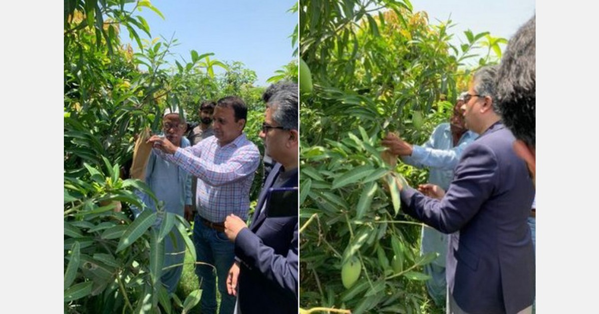 Mango bagging initiative in Pakistan aims to boost fruit quality