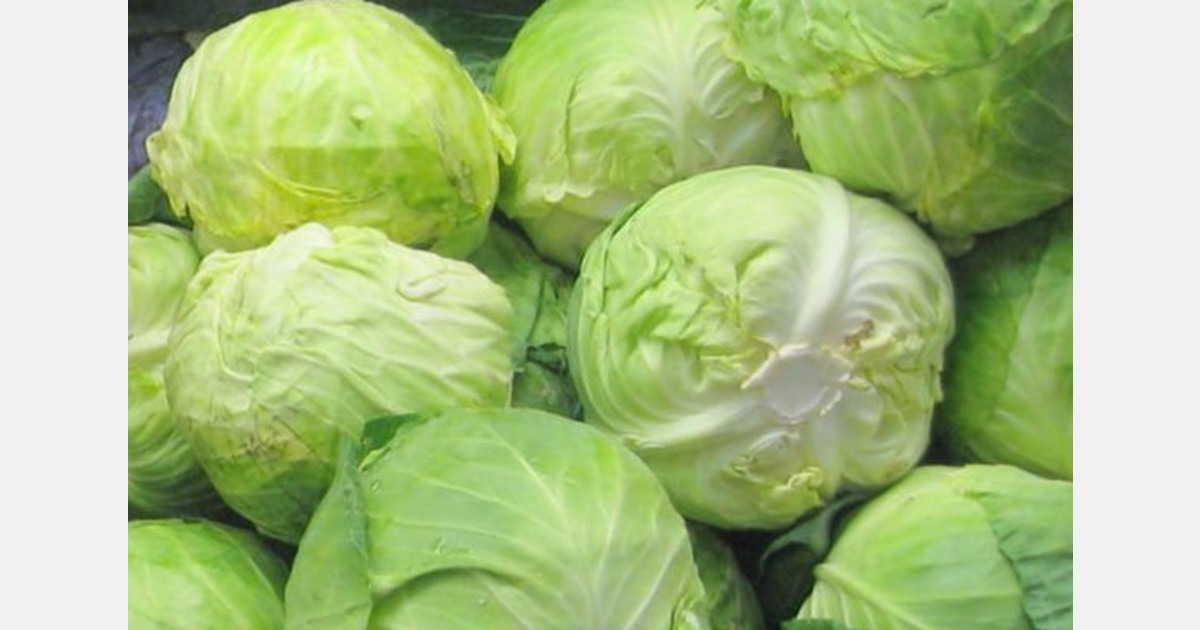 Ukraine cabbage prices decline by 20% in a week
