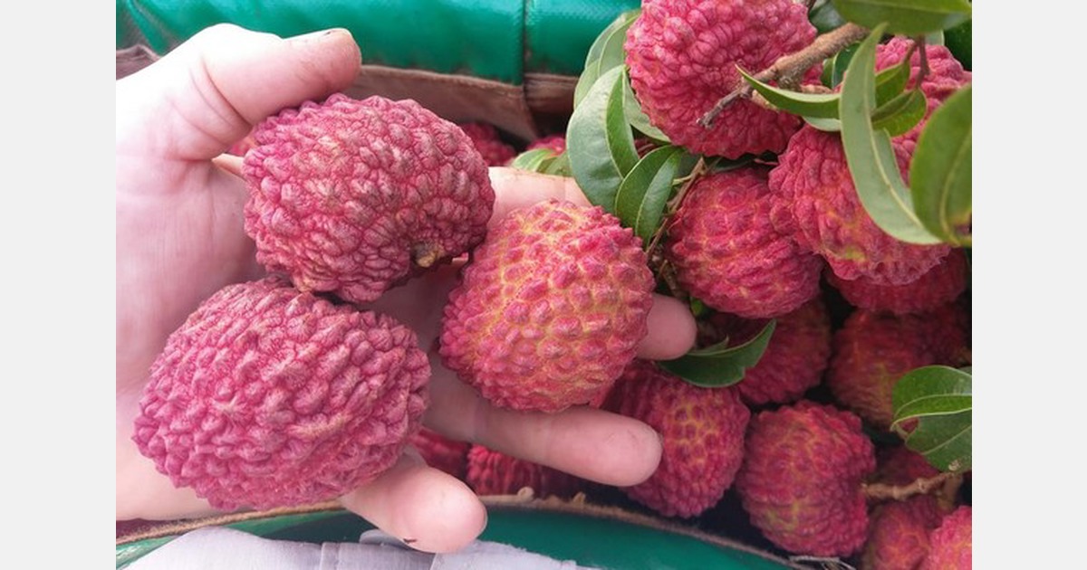 Giant litchis from Hung Yen province gain attention