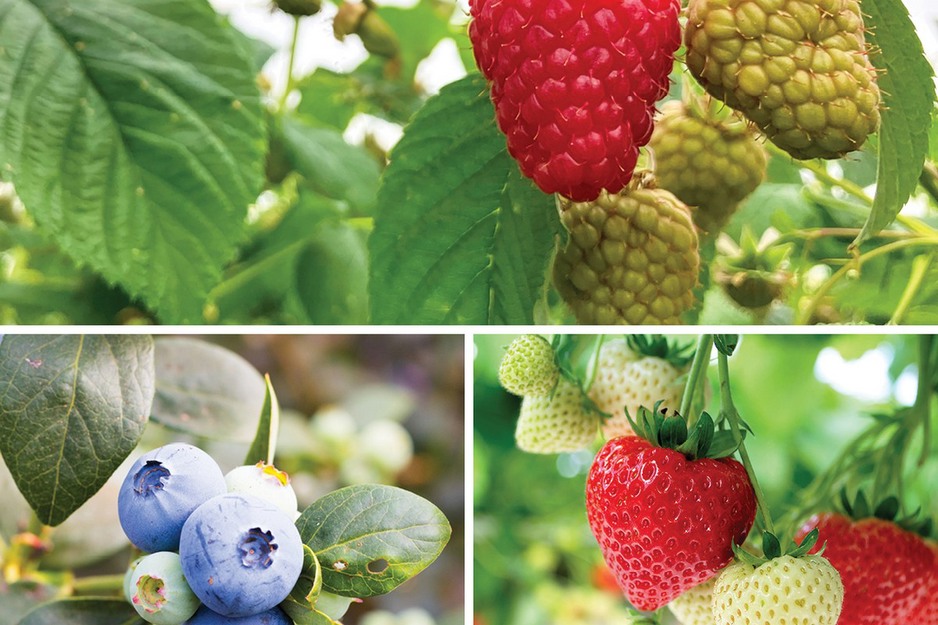 Ruby® raspberries receive highest accolade at the International Taste ...