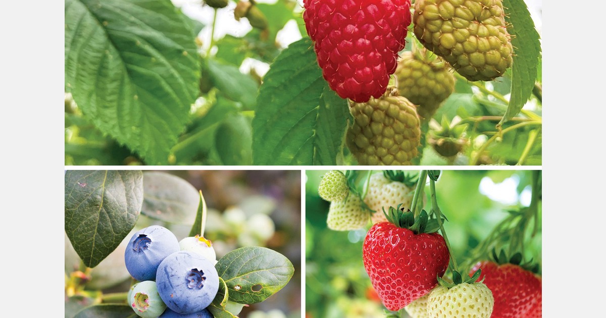 Ruby® raspberries receive highest accolade at the International Taste ...