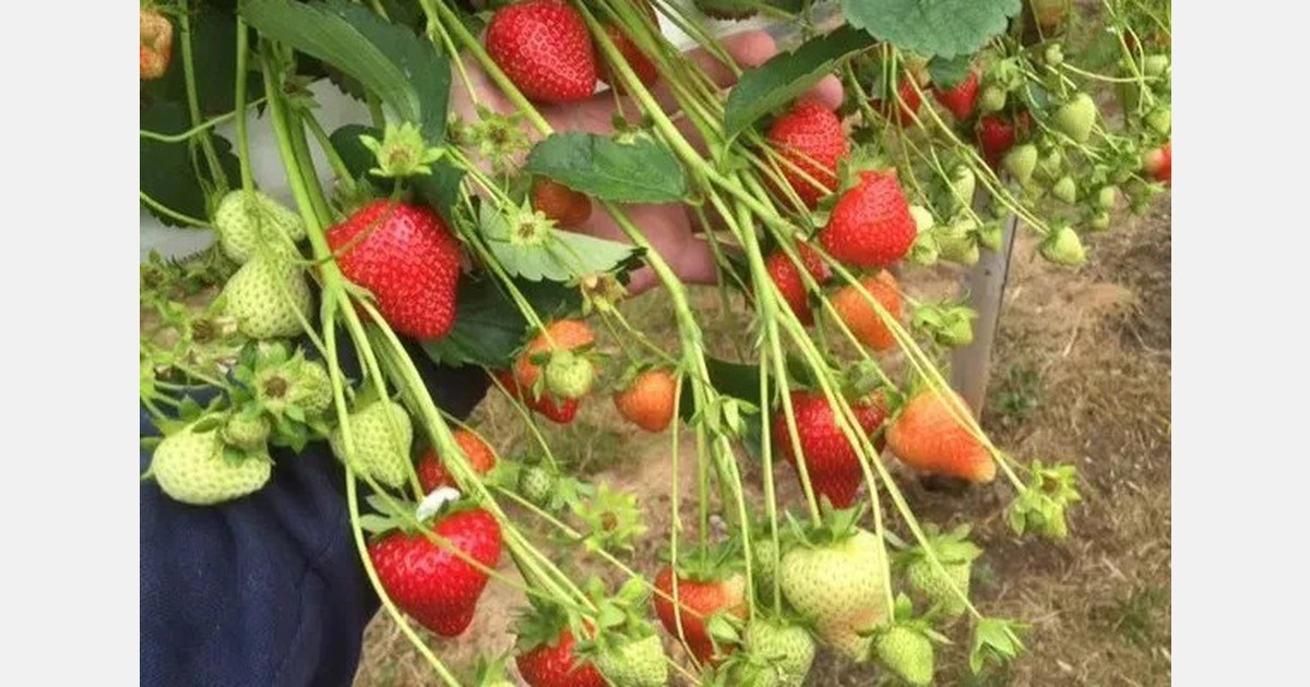 "We have seen a late flush with much more volume than we would normally ...