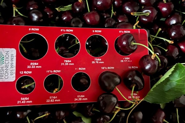 Cherry exports expected to pick up as crop transitions from California ...