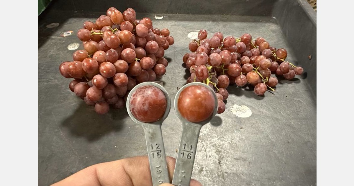 It’s a mixed bag of table grapes coming out of Mexico
