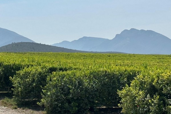 A closer look at organic lemons from Mexico