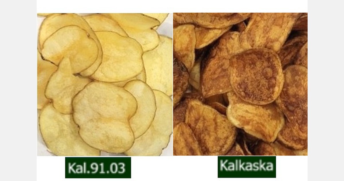 MSU breeder develops new genetically engineered potato