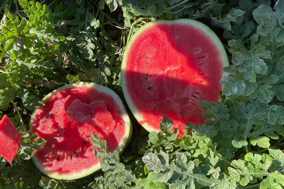 "Watermelon production increased thanks to equal rainfall distribution ...