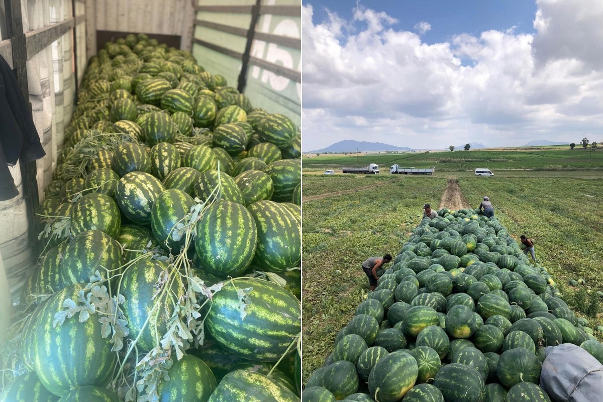 "Watermelon production increased thanks to equal rainfall distribution ...